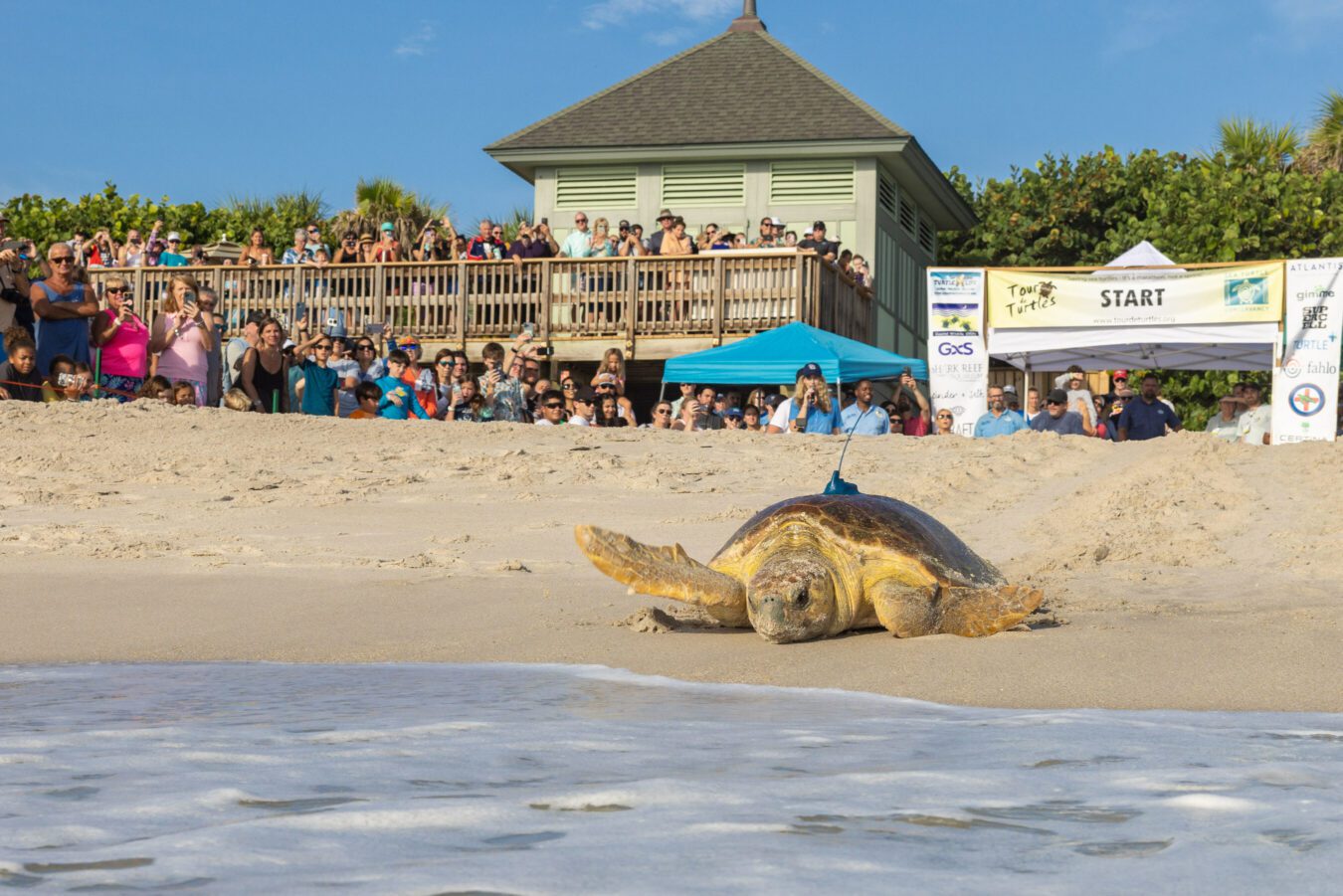 El Tour de Turtles celebra las tortugas marinas y la ciencia – NyP Magazine